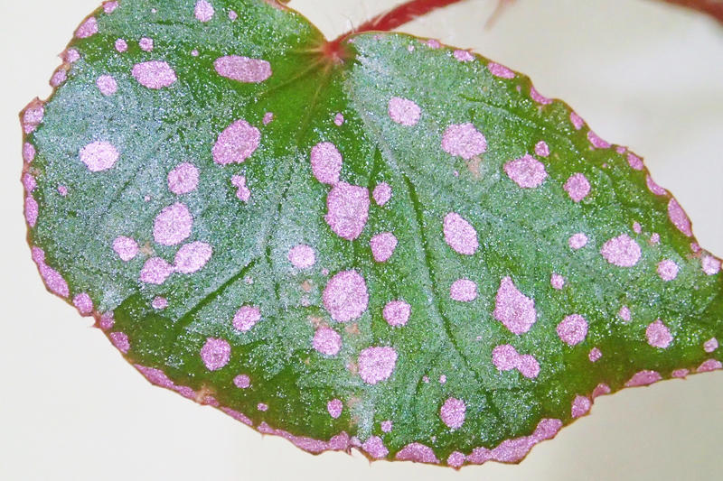 ☆リリース情報 Part2 ベゴニア・シダ類: 東南亜泥炭会 TEAM BORNEO