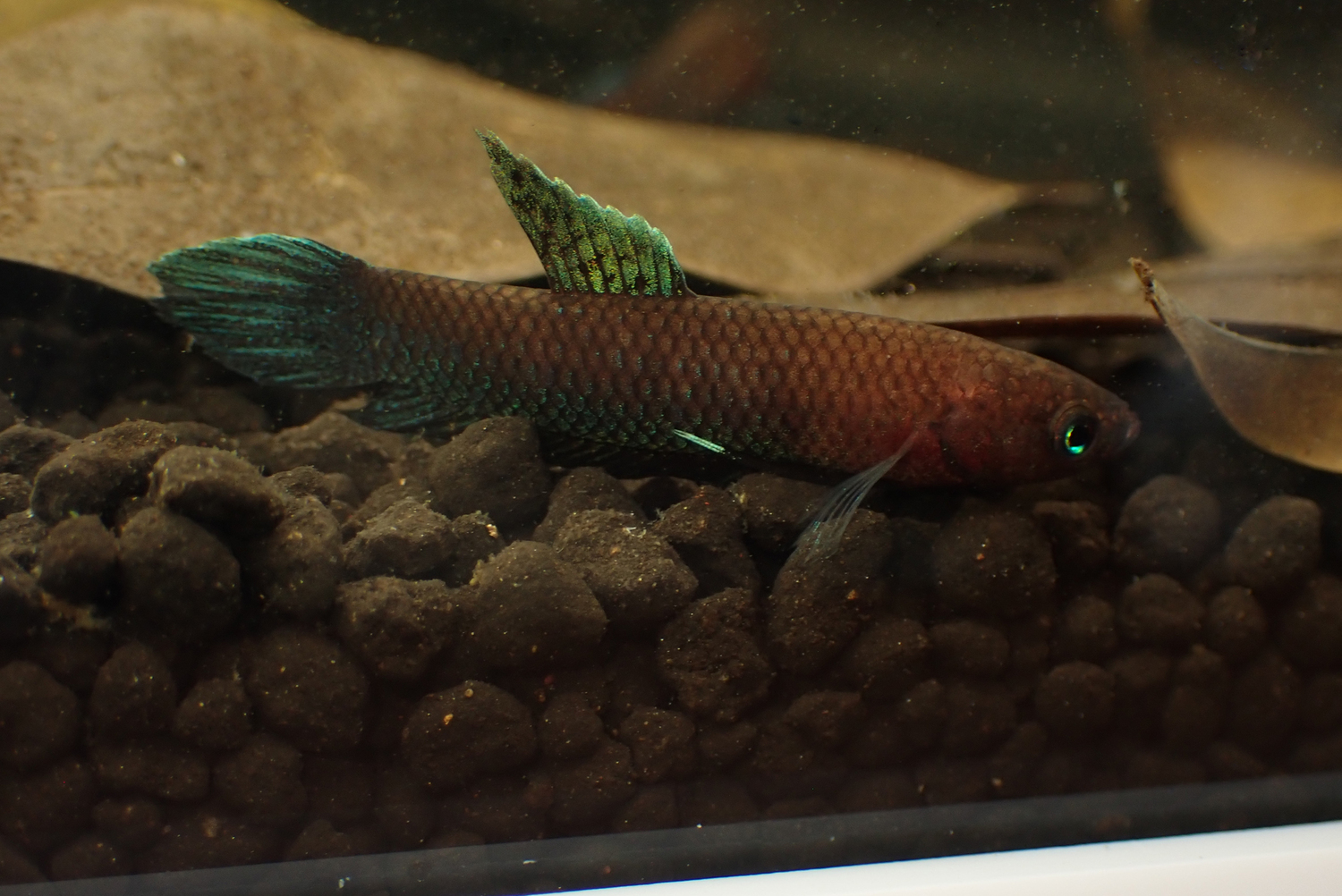 入荷情報 スマトラ島のベタなど: 東南亜泥炭会 TEAM BORNEO